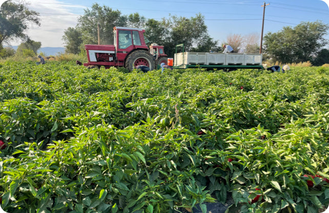 About Yakama Farms: A Sustainable & Cultural Partnership | Yakama ...
